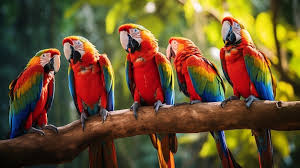 Animal World USA About Us